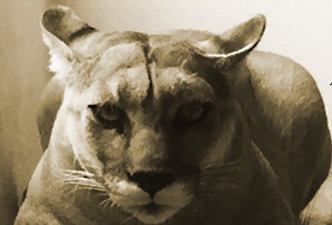 Murió Miztli, la puma que fue emblema de la UNAM | Telediario México