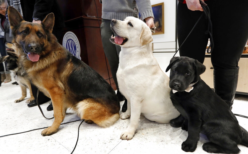 Esta red social para perros te ayudará a entender mejor al peludo de la ...
