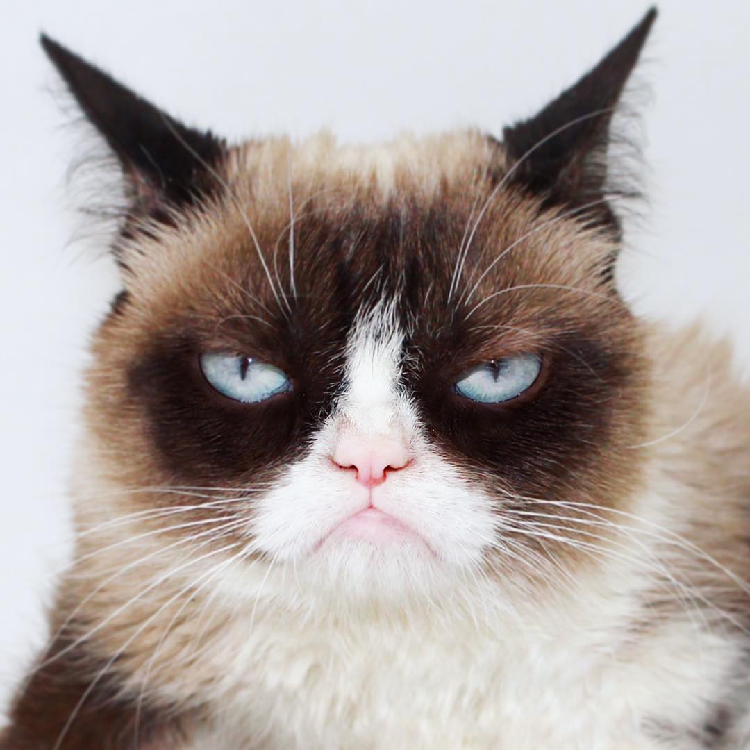 Muere la famosa gatita 'Grumpy Cat' | Telediario México