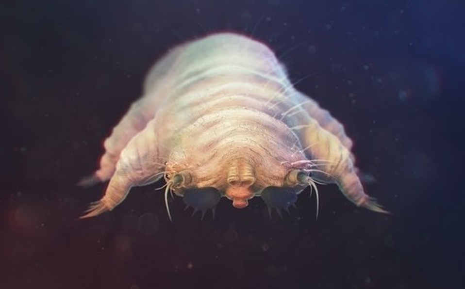 Así es como los ácaros se aparean en tu propia cara | Telediario México