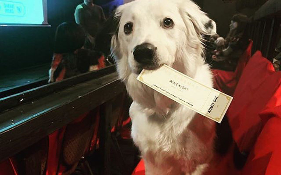 El cine 'pet friendly' en el que puedes ver películas junto a tu perro ...