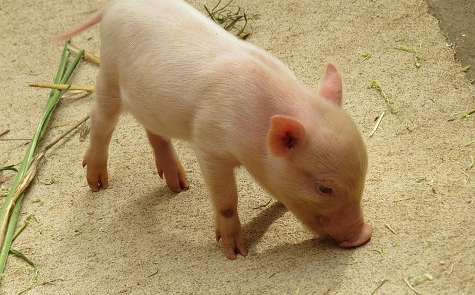 ¿Quieres un “mini pig” de mascota? Considera esto, y no sólo si es ...