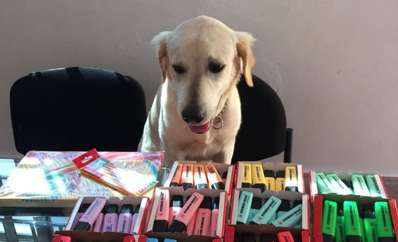 Perrito 'vende' marcadores para pagar su tratamiento médico ...