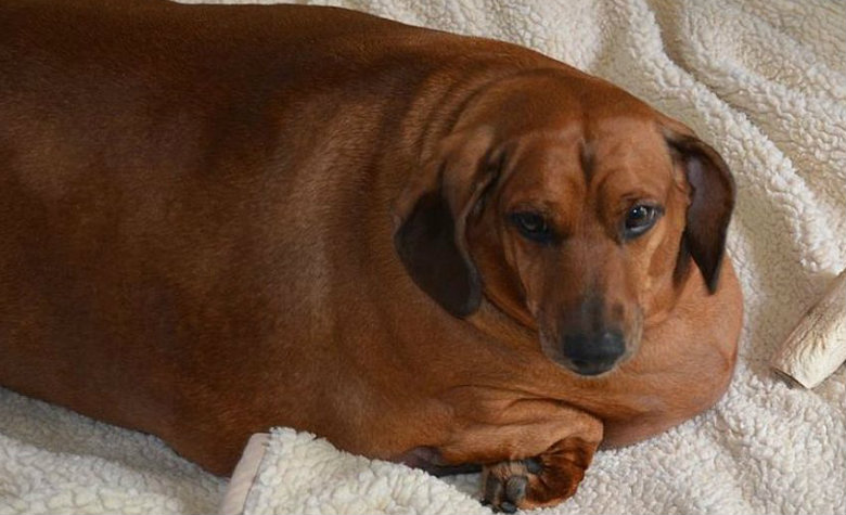 Obie, el perro más obeso del mundo se somete a una dieta y baja 25 ...