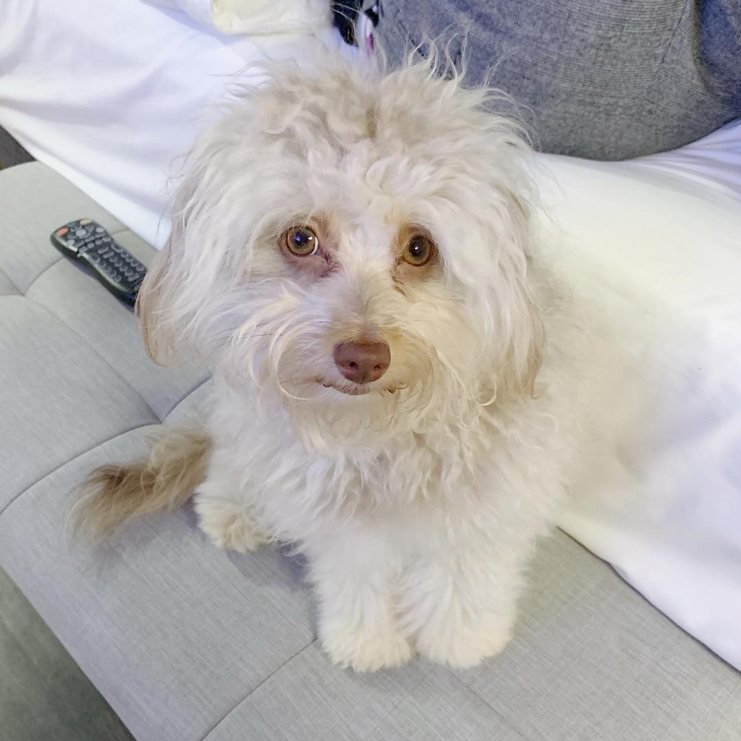 Conoce al perro con rostro de humano que impacta en redes | Telediario ...