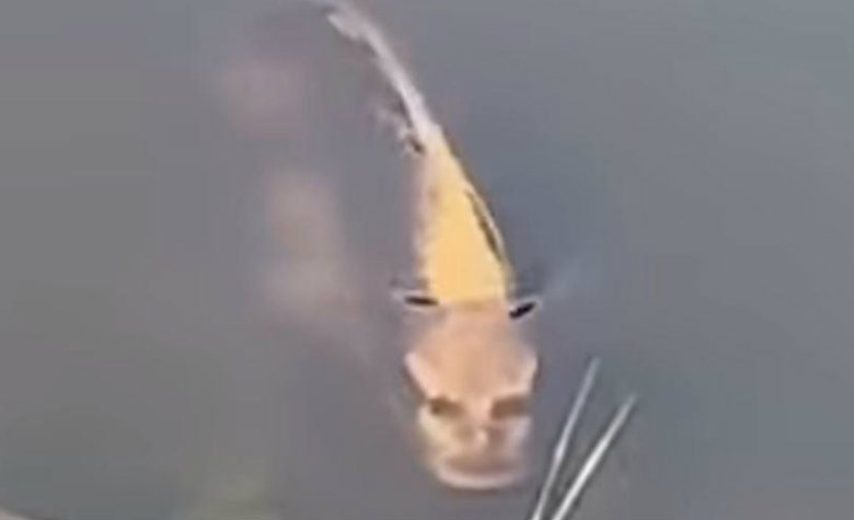 Pez con rostro humano es captado en [VIDEO] | Telediario México