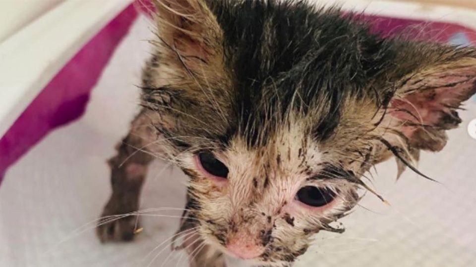 Gatita es bañada con resistol y hoy lucha por su vida | Telediario México