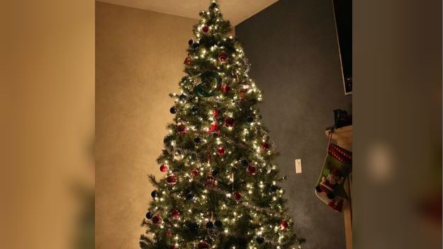 ¿Cuáles son los cuidados que debe tener un pino natural? | Telediario ...