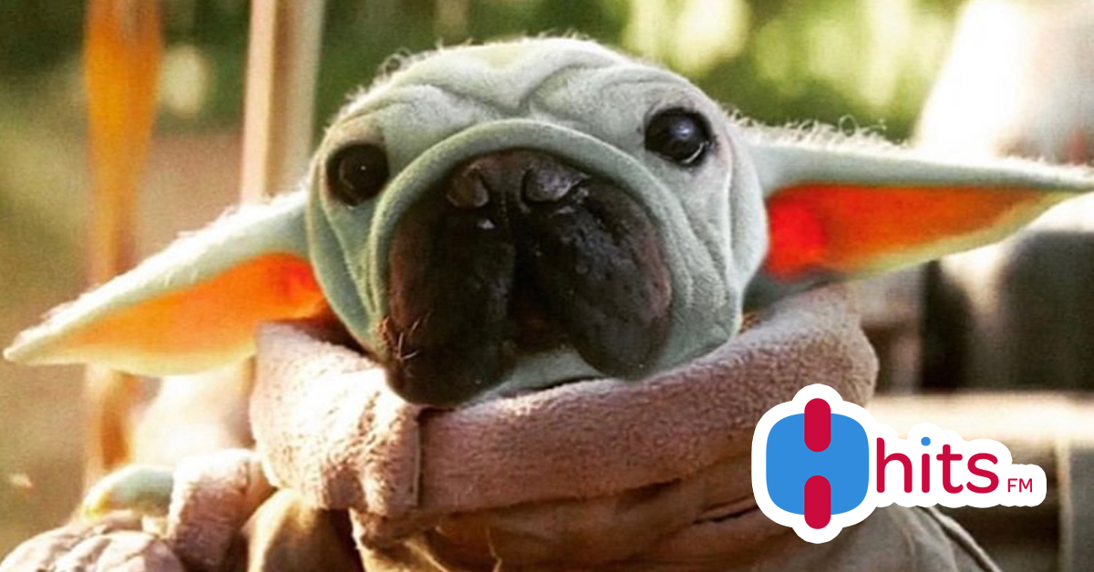 Mork Skywalker, el cachorro que parece Yoda | Telediario México