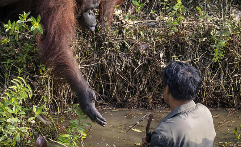 Orangután Ofrece Una Mano A Humano Telediario México