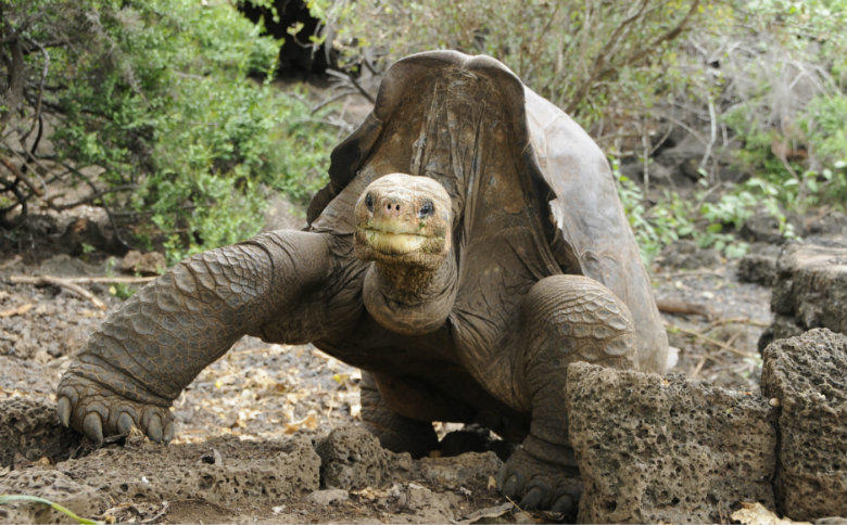 Localizan 30 tortugas de especies que se creían extintas | Telediario ...