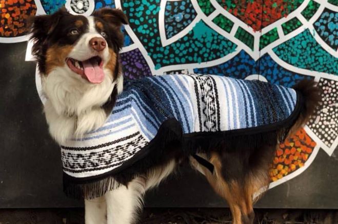Sarapes para perros ¡El último grito de la moda canina! | Telediario México
