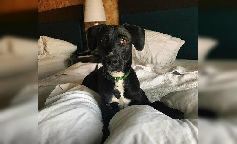 Hotel ofrece a huéspedes criar un perrito durante su estancia y ...