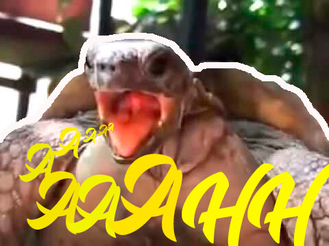 ¡Están salva-aaahdas! | Telediario México