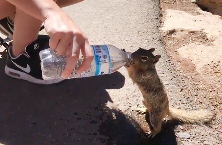 Video Viral: Ardilla sedienta ruega le dan agua de una botella ...