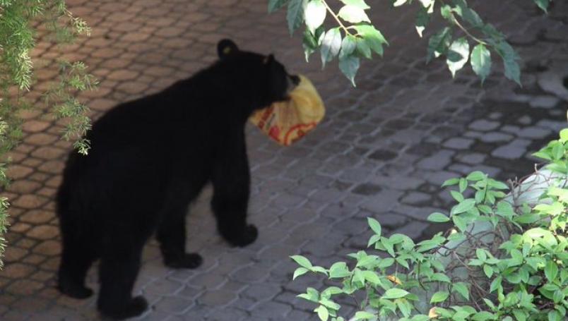Captan a oso con todo y su orden del "Pollo Loco". | Telediario México