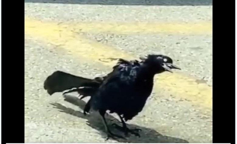 VIDEO: Causa terror en redes supuesto pájaro zombie | Telediario México