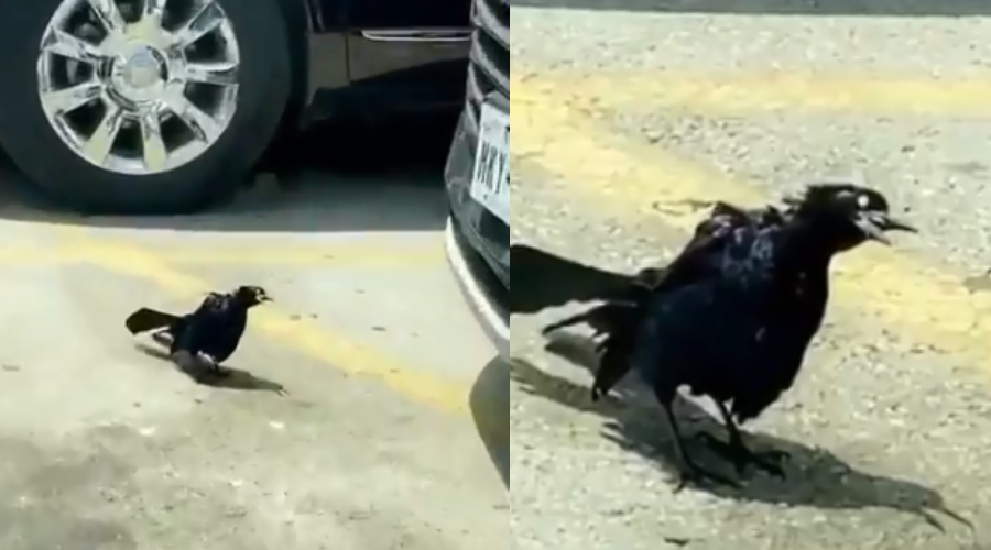 VIDEO: El pájaro 'zombie' que tiene enloquecidas las redes sociales ...