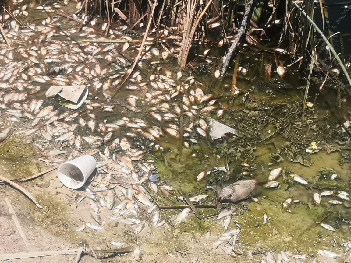 Río Tunal se encuentra protegido para evitar muertes de peces ...