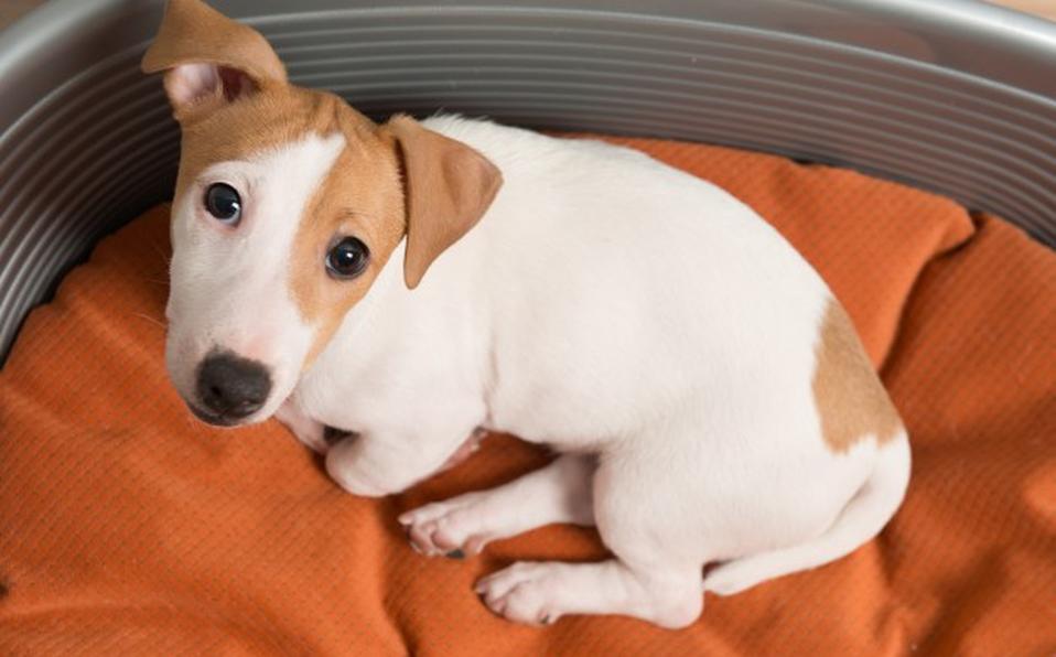 Así puedes ayudar a tu perrito a superar la ansiedad por separación ...