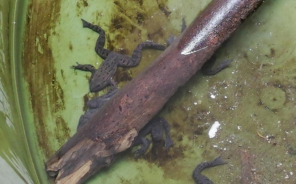 Guanajuato tierra de ranas con más de 4 mil especies | Telediario México