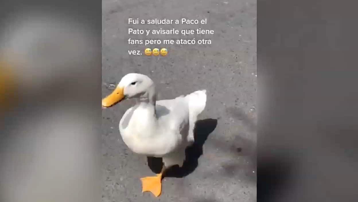 El "Pato Paco" se hace famoso por corretear a vecinos... y no es una ...