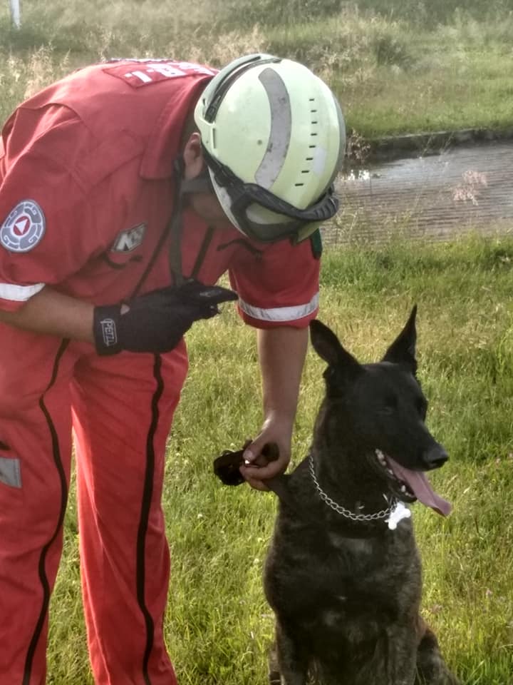 ¿Cómo se entrena a los perros de rescate? | Telediario México