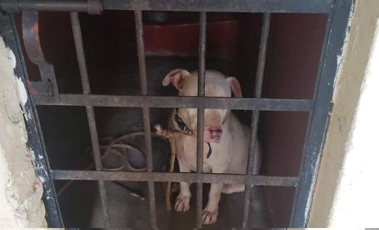 Encarcelan a perrito Pitbull para sacrificarlo, consideran peligrosa su ...
