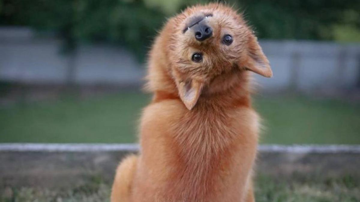 Él es KIKO, el perrito que se volvió viral por emular a la niña de 'El ...