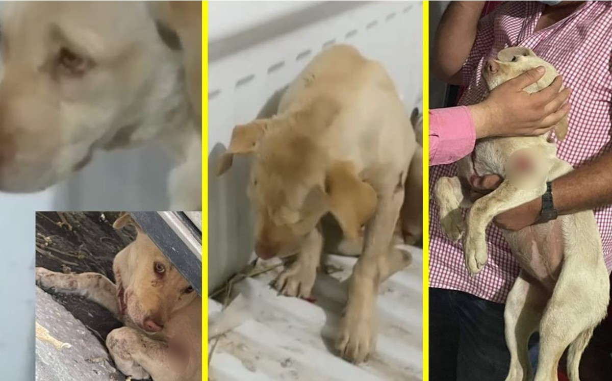 Encuentran A Perrito Asustado Y Con Un Balazo En La Laguna Telediario México