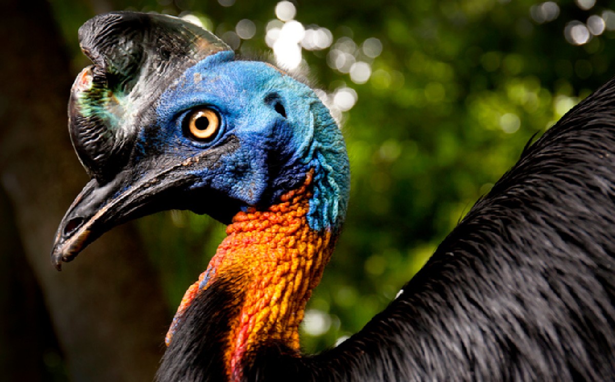 Así son los casuario, aves de hasta 70 kilos, que atacan como el ...