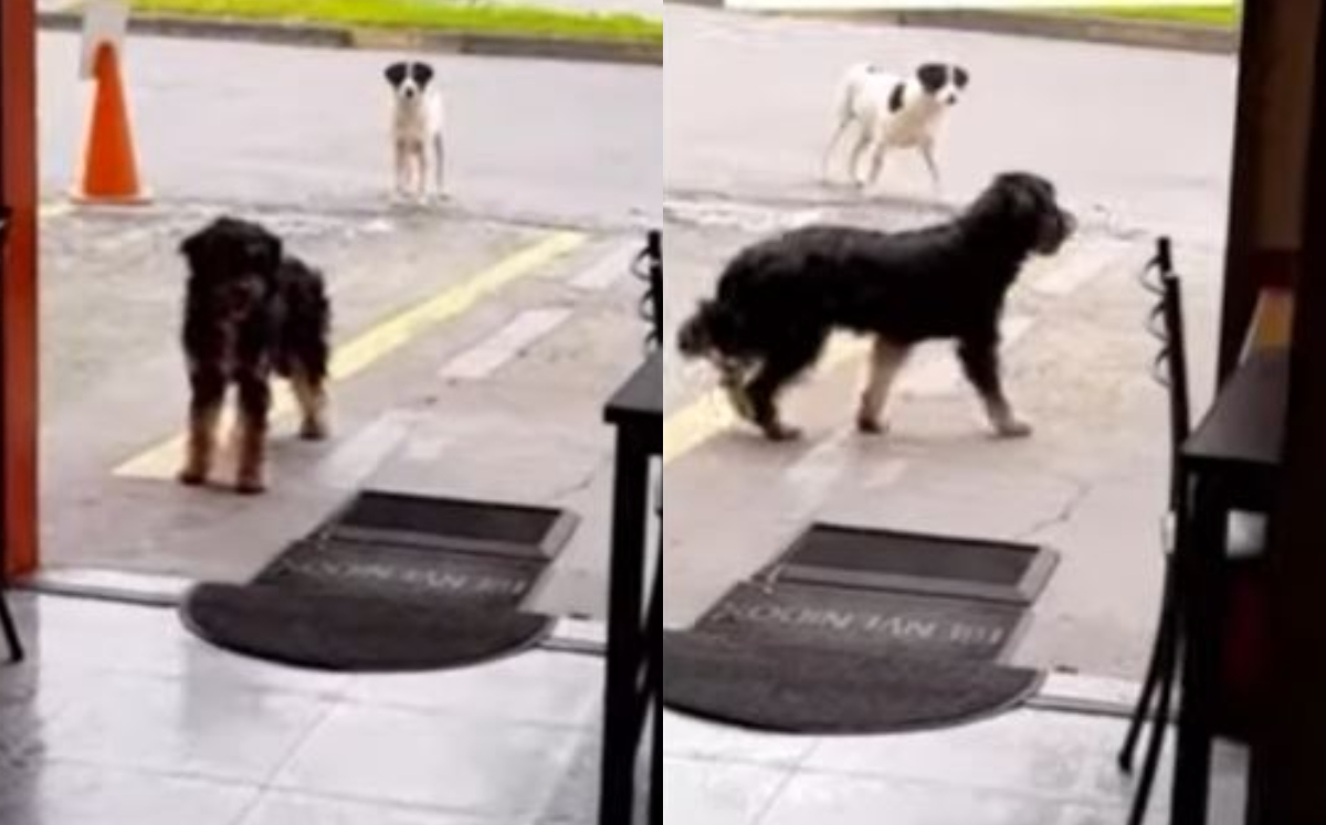 Perrito se viraliza por llevar a su “amigo” a restaurante donde le dan ...