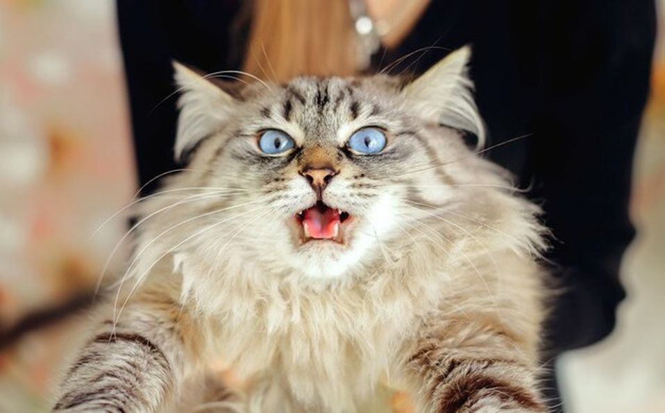 Cómo regañar a tu gato y no sufrir en el intento | Telediario México