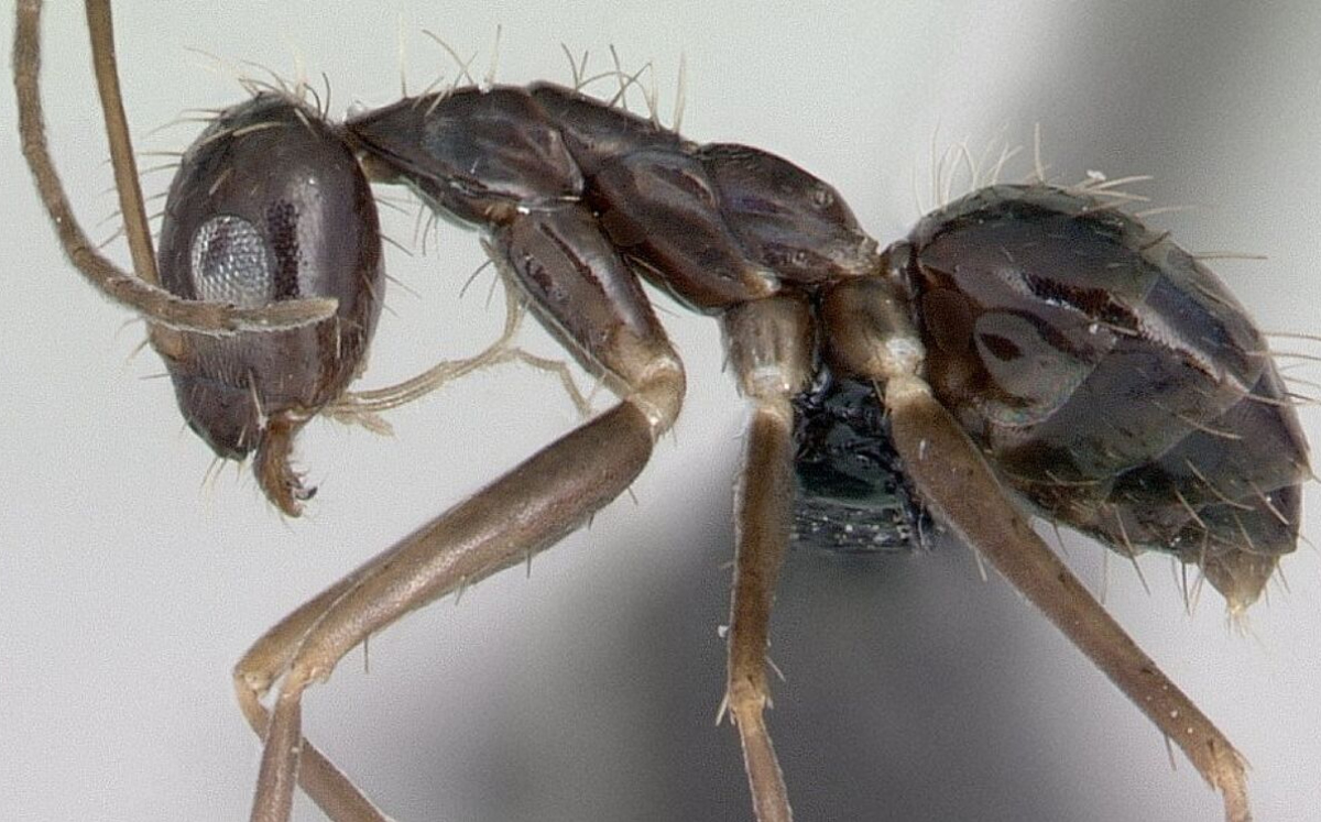 Científicos alertan por invasión de HORMIGA LOCA en España | Telediario ...