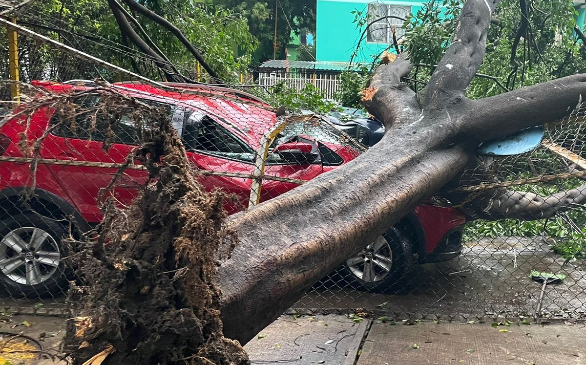 Auto es aplastado por árbol que cayó por intensas lluvias | Telediario ...