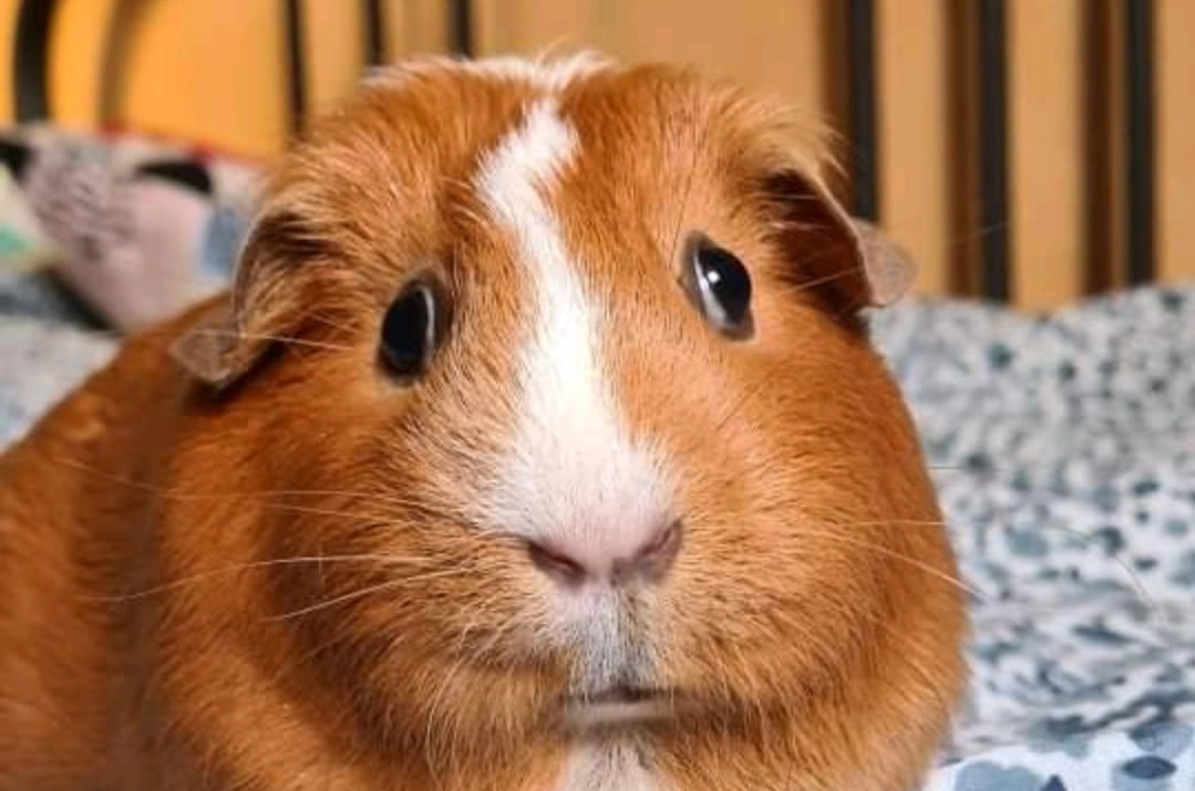 Cui cui, el nuevo meme que está enloqueciendo las redes sociales ...