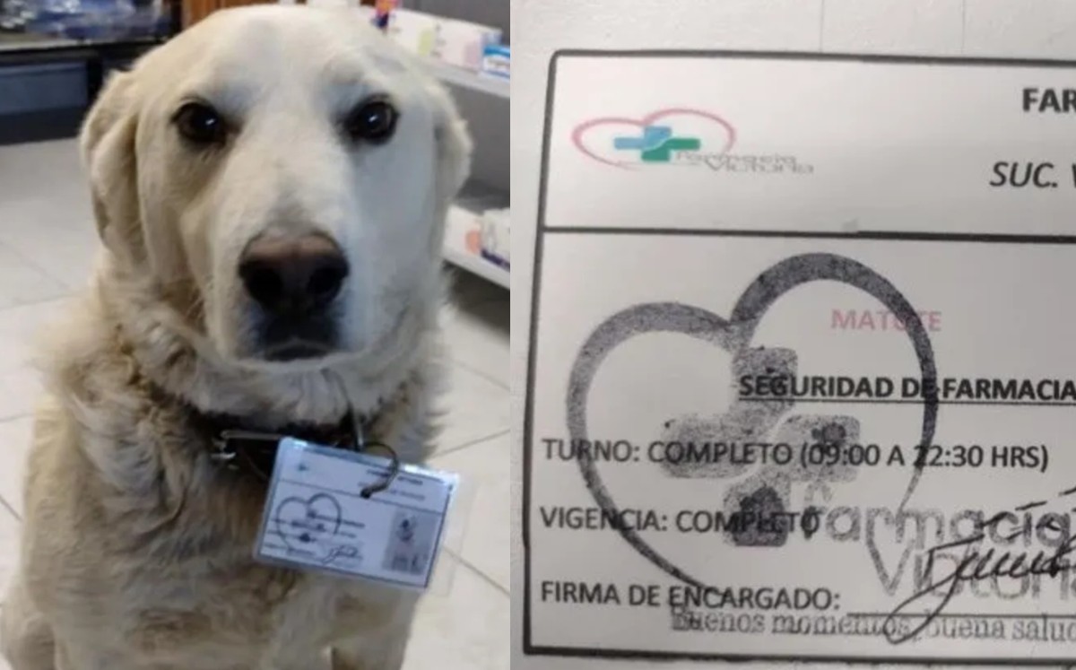 Perrito es contratado como jefe de seguridad en farmacia de Pachuca ...
