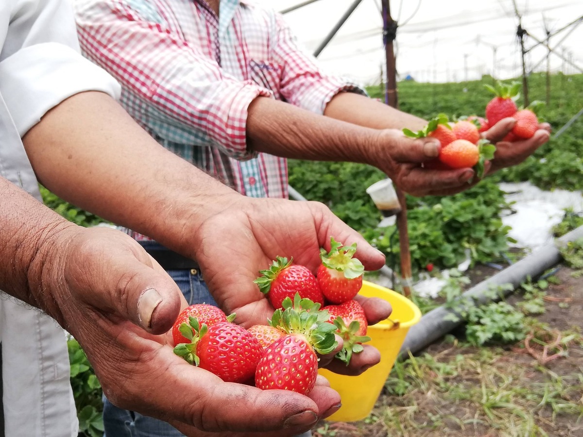Guanajuato es el tercer lugar de exportación de fresas en México ...