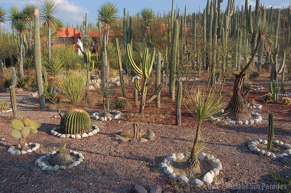 Seguirá cerrado el Jardín Botánico Helia Bravo Hollis en Zapotitlán ...