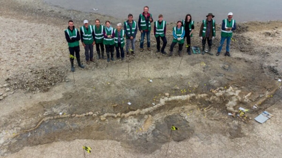 Hallan fósil gigante de un dragón marino en Reino Unido| Telediario México