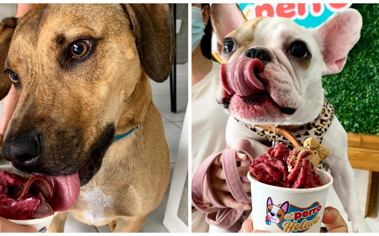 Pueden Los Perros Tener Paletas Heladas