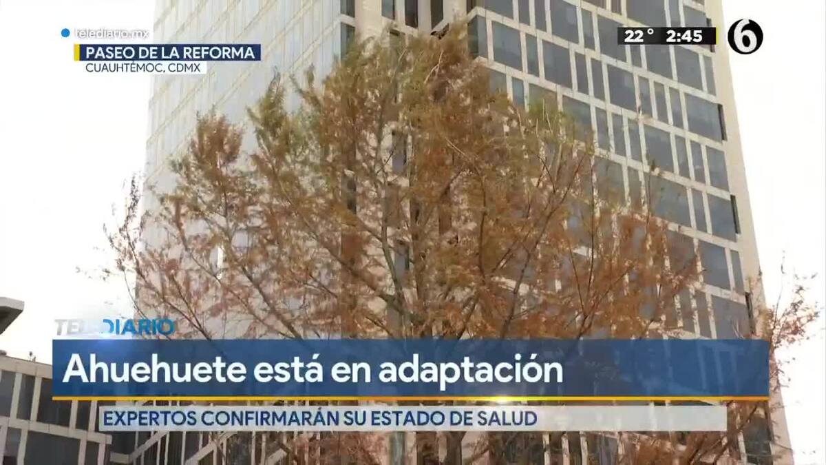 El árbol se encuentra en proceso de adaptación: director de vivero que ...