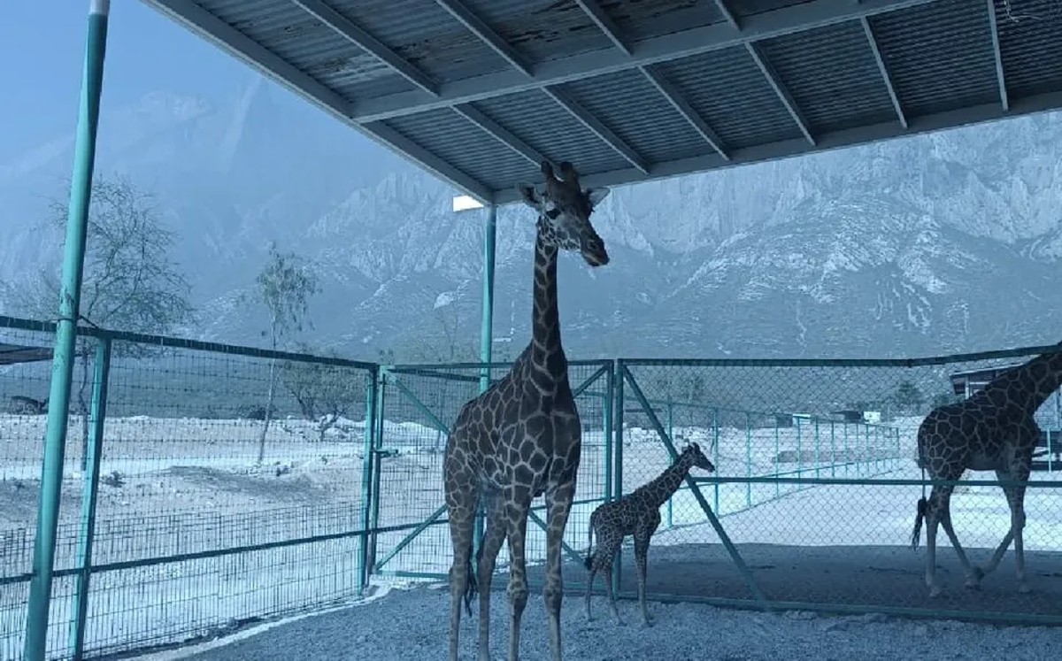 Nace jirafa en Parque Recreativo Xenpal en García| Telediario México