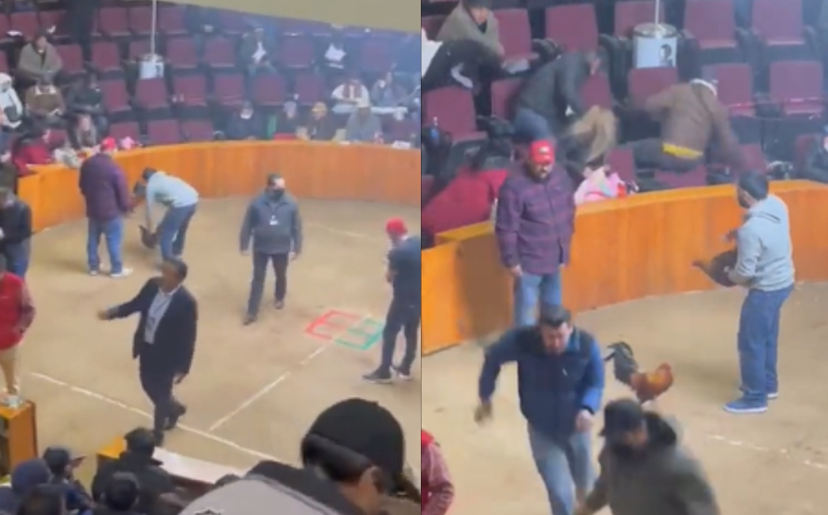 Explota granada en pelea de gallos en Epazoyucan, Hidalgo| Telediario ...