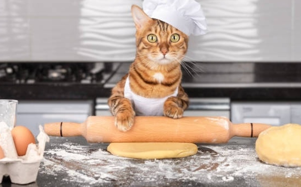 En CdMx, crean cafetería que rescata gatitos| Telediario México