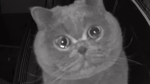 Gatito 'llora' al quedarse solo y escuchar la voz de su dueña ...