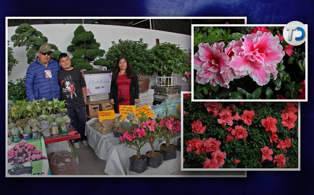 Azalea: la flor que representa a Huauchinango, Puebla| Telediario México