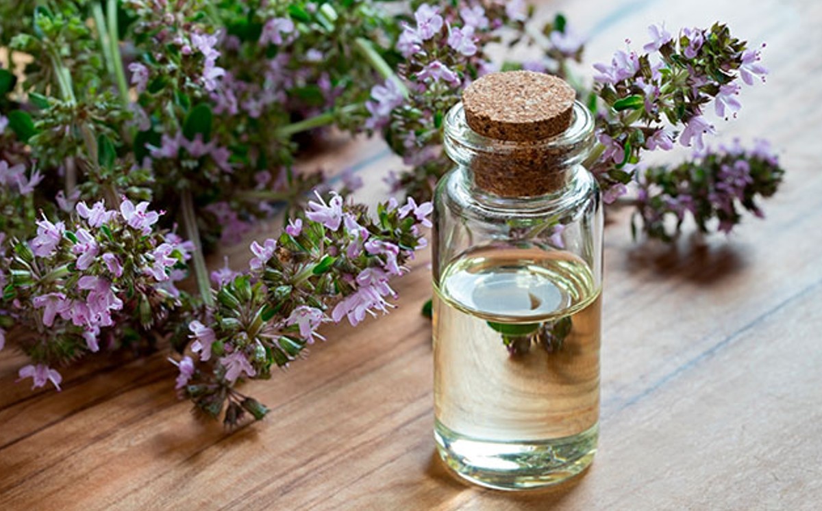 Tomillo: para qué sirve y qué propiedades tiene| Telediario México