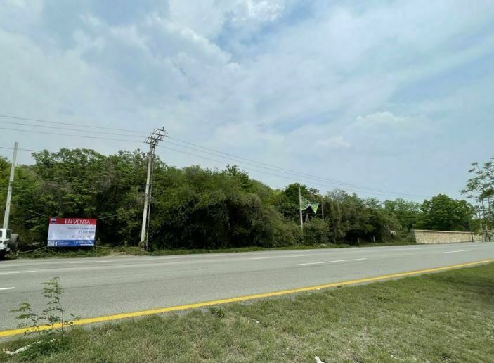 Muere oso atropellado sobre la Carretera Nacional| Telediario México