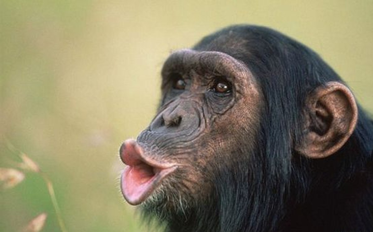 EU: chimpancé vuelve a ver el cielo tras estar años en un laboratorio ...